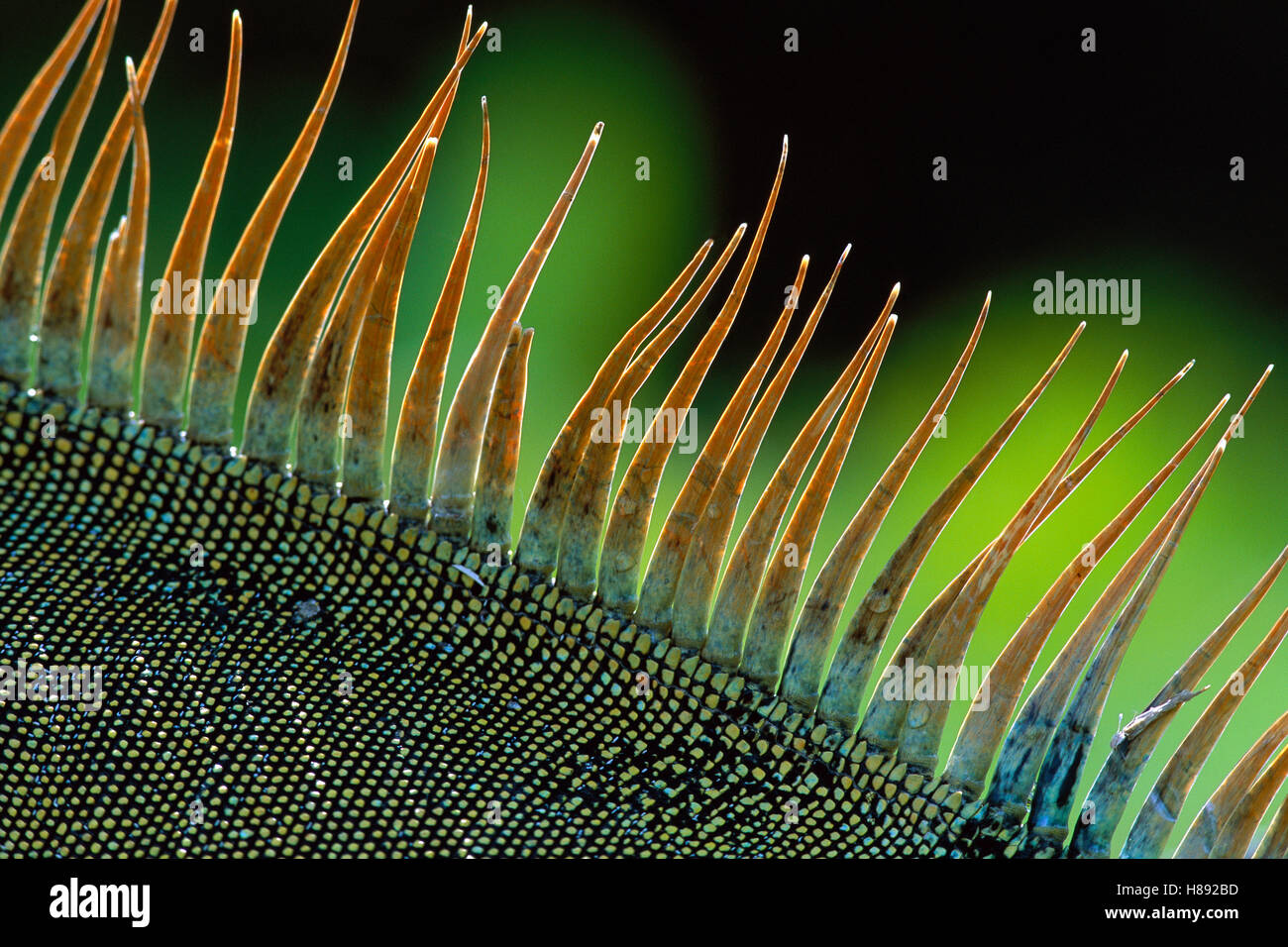 Green Iguana (Iguana iguana) detail of spines on the back of a dominant ...