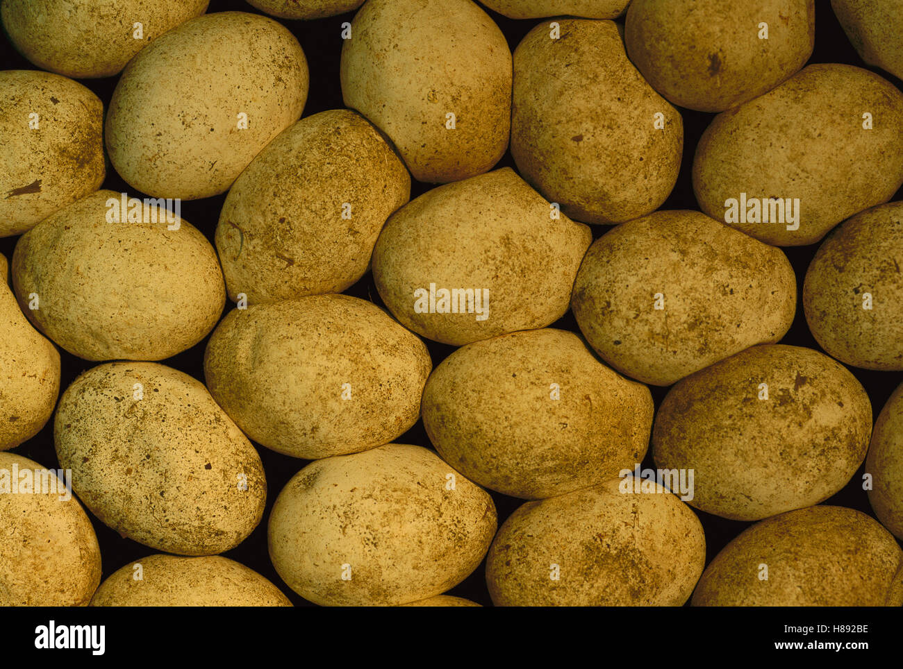 Green Iguana (Iguana iguana) eggs in nest chamber, Barro Colorado ...