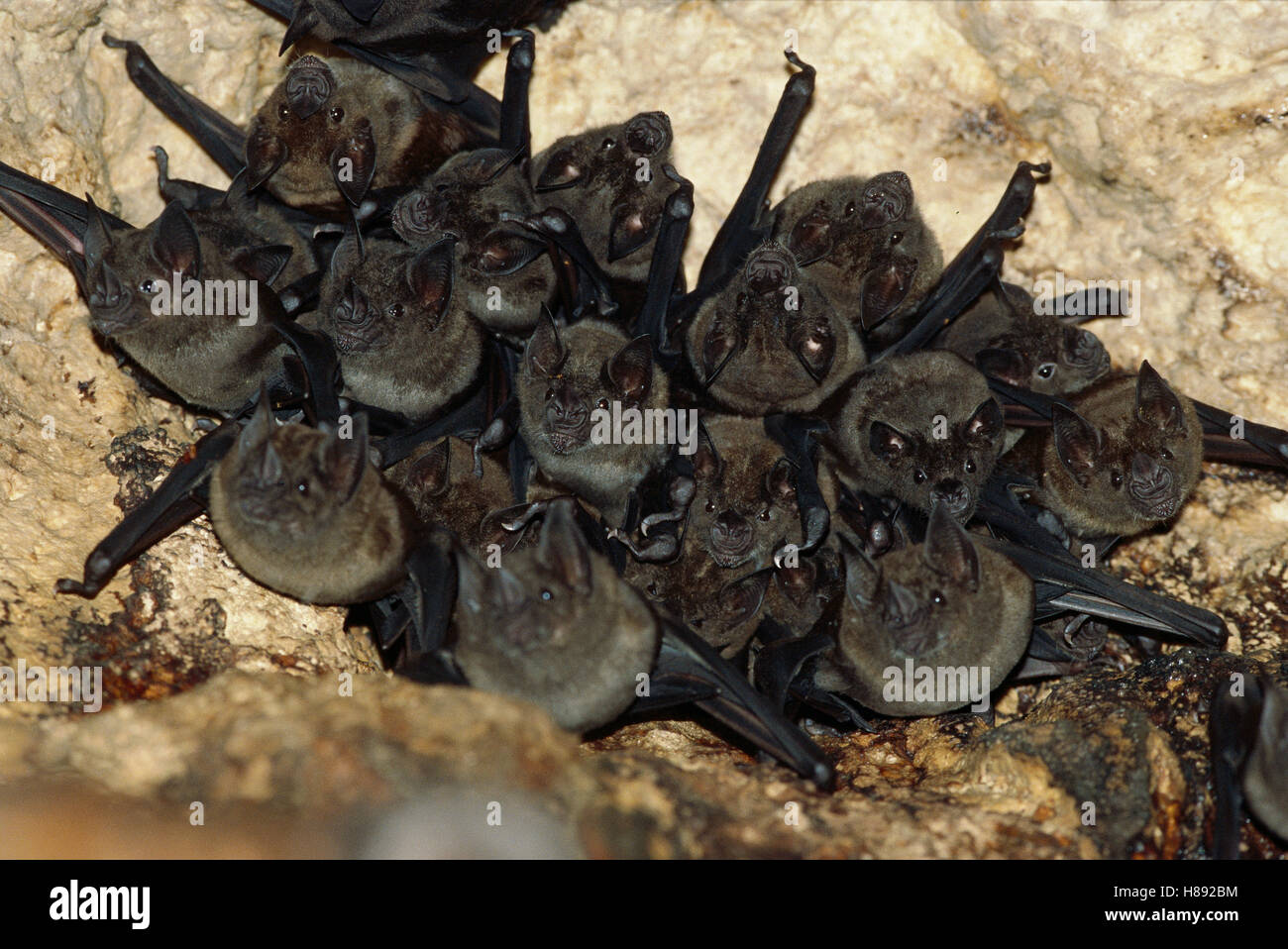 Jamaican Fruit-eating Bat (Artibeus jamaicensis) colony roosting in ...