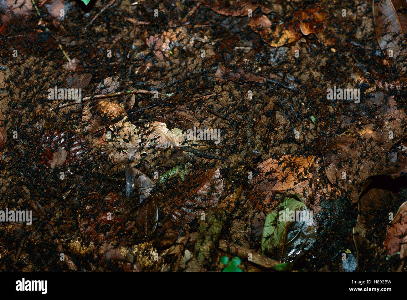 Army Ant (Eciton hamatum) raid, swarming the forest floor up to 50 feet ...