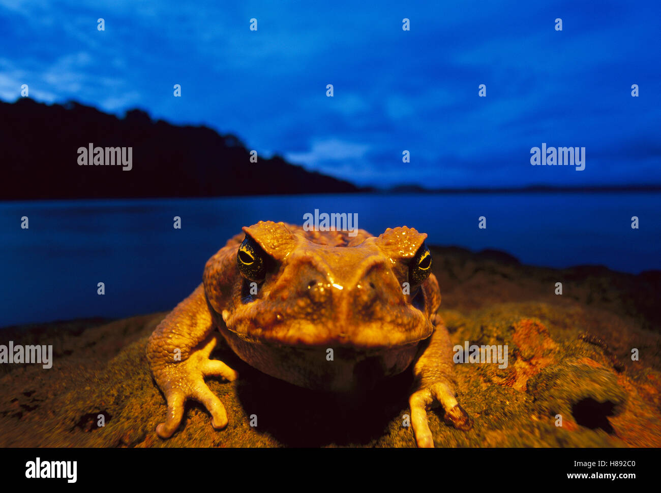 Cane Toad (Bufo marinus) male, along shoreline, Barro Colorado Island ...