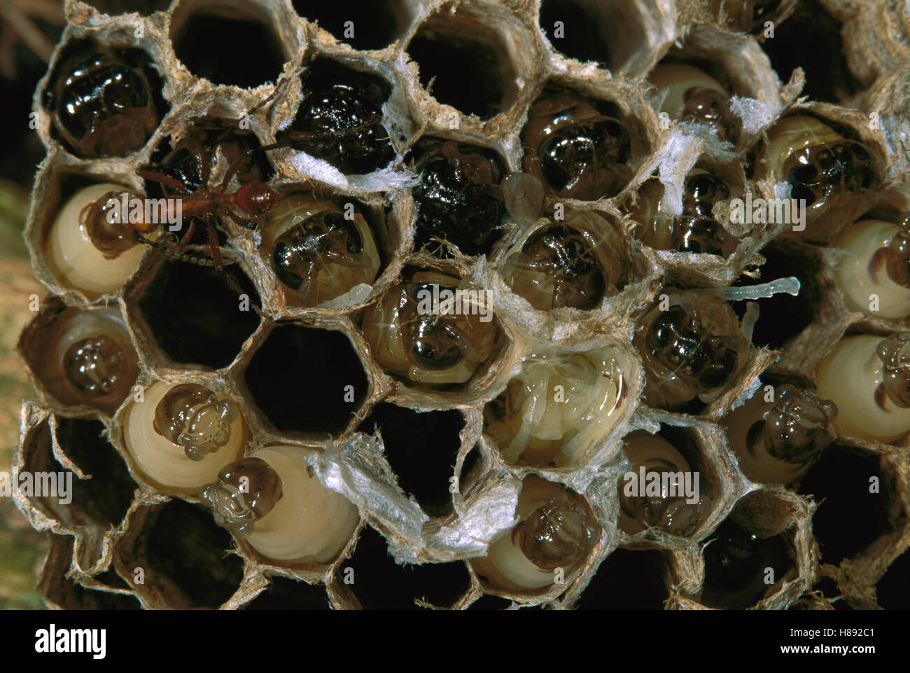 Army Ant (Eciton hamatum) raiding a paper wasp nest and pulling the ...