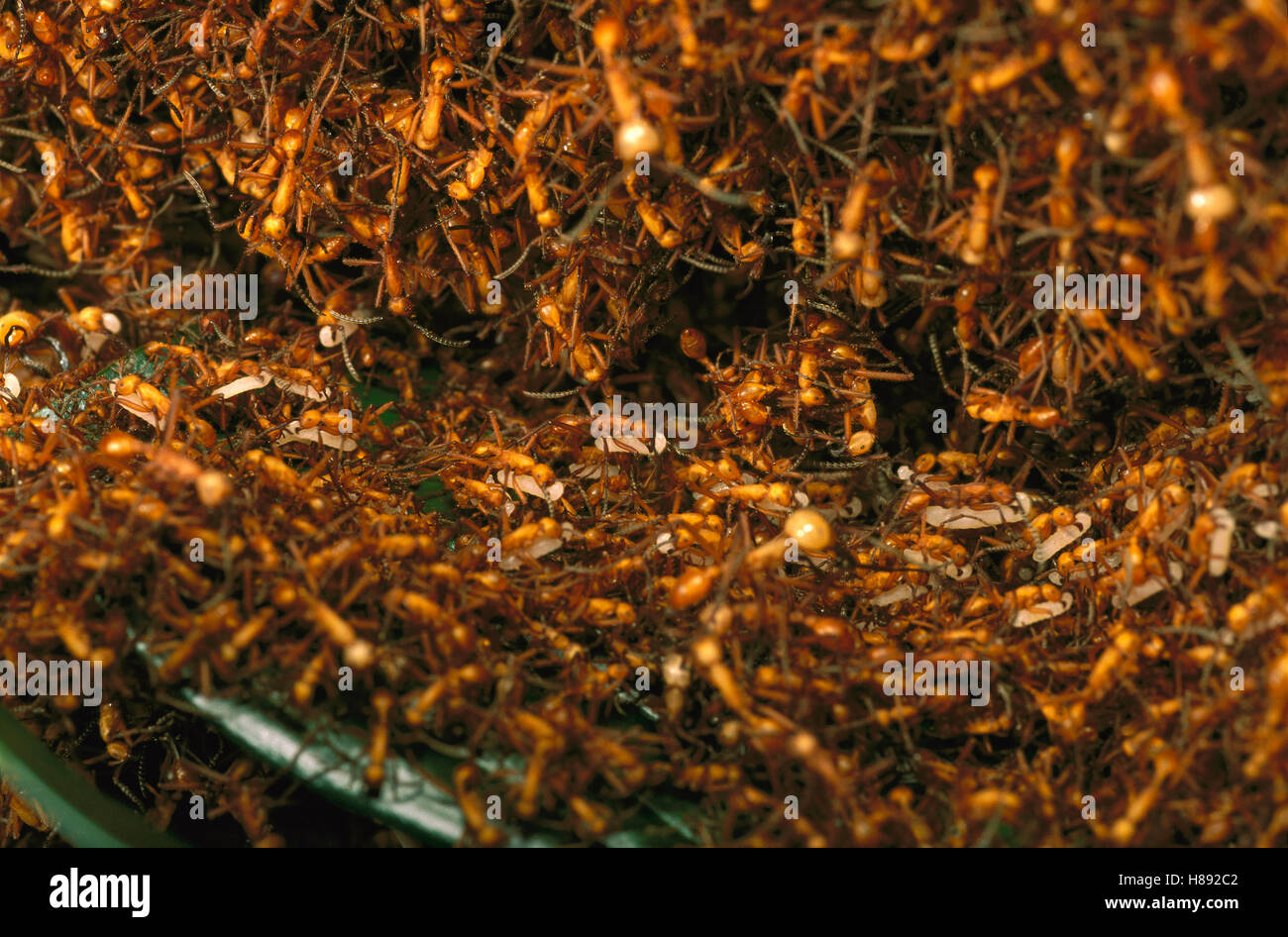 Army Ant (Eciton hamatum) temporary nest called a bivouac, workers ...