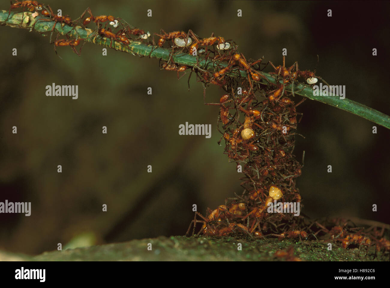 Army Ant (Eciton hamatum) colony forming a bridge by climbing over each ...
