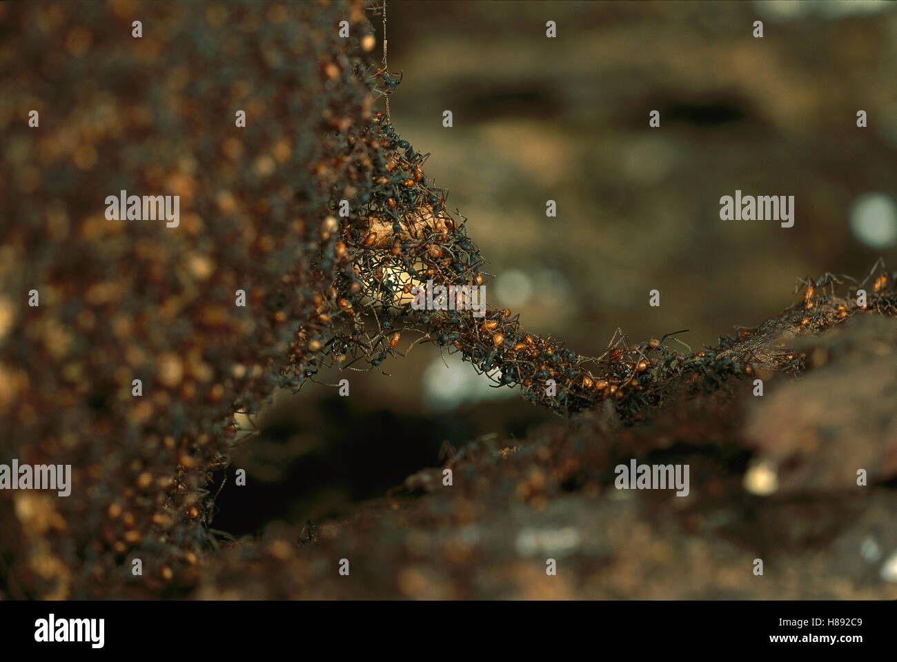 Army Ant (Eciton burchellii) a small ant bridge at the edge of a ...