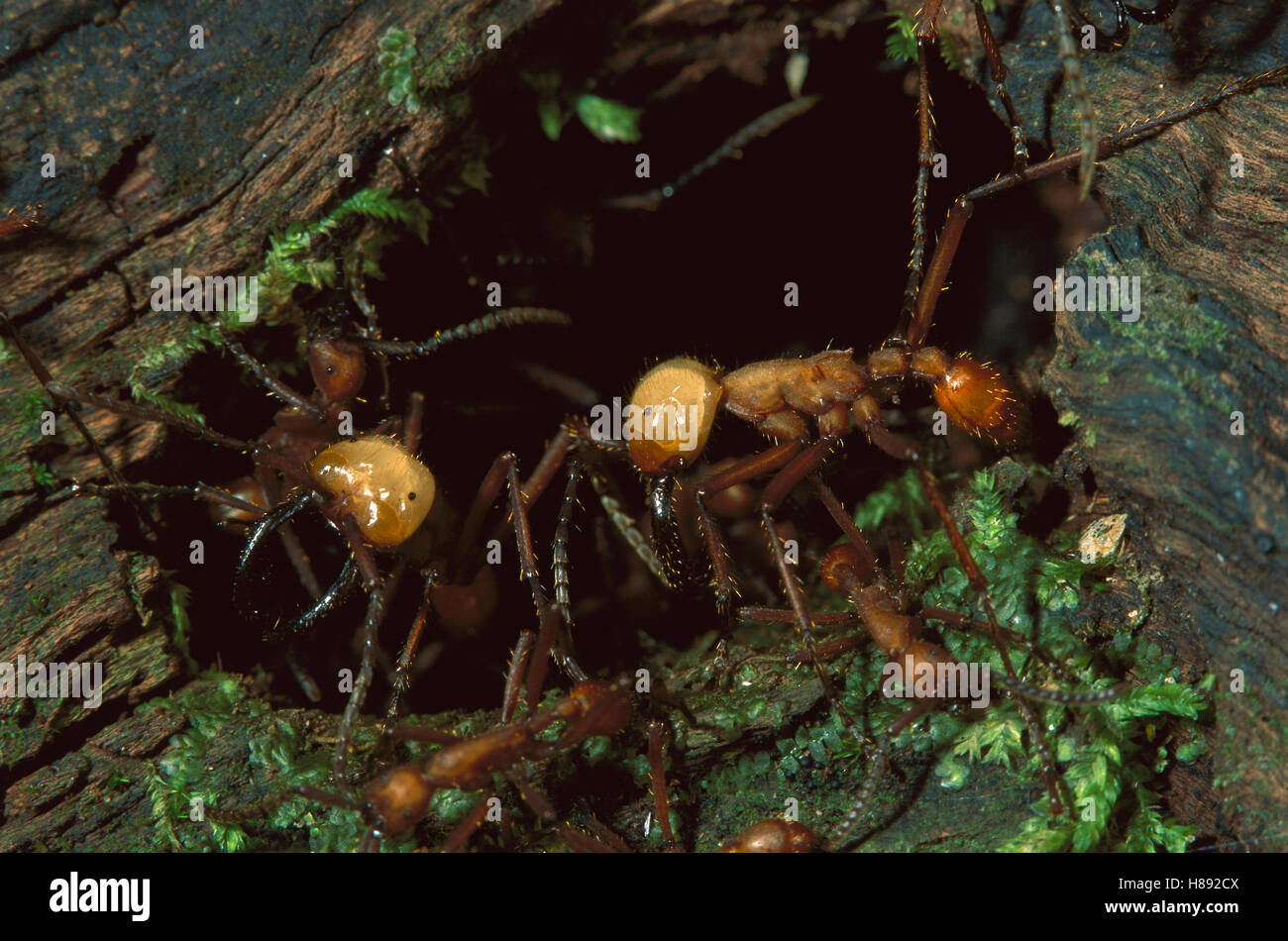 Army Ant (Eciton hamatum) workers with huge mandibles guarding nest ...