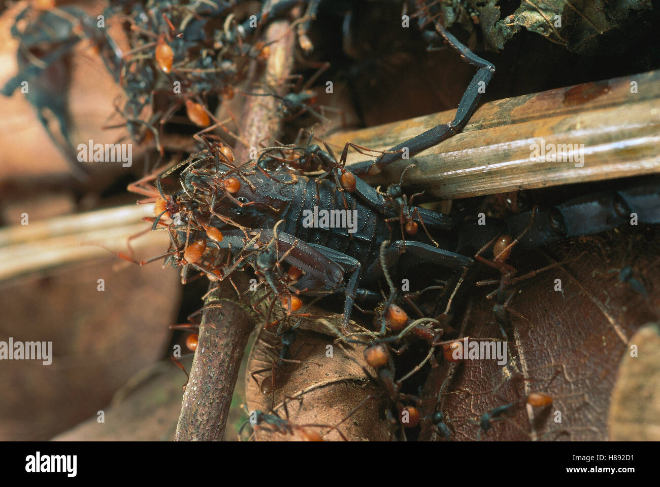 Army Ant (Eciton hamatum) swarm attacking and killing scorpion, Barro ...