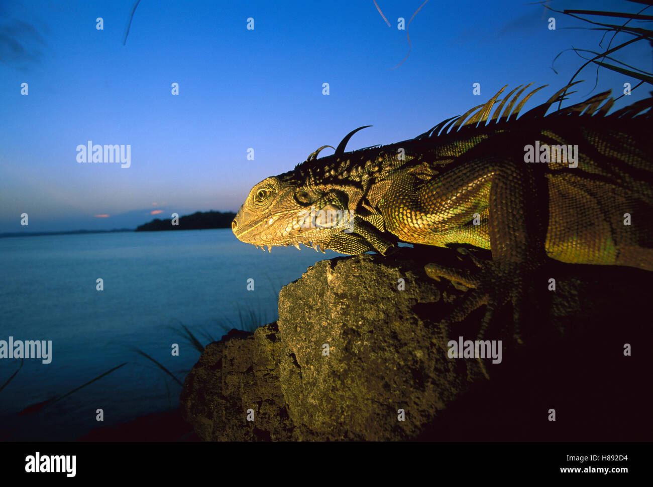 Green Iguana (Iguana iguana) portrait of female overlooking breeding ...