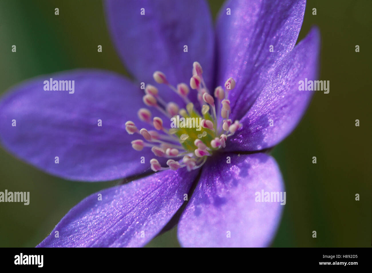European Liver Leaf (Hepatica nobilis) flower detail showing anthers ...