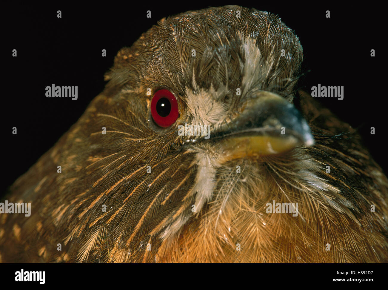 White-whiskered Puffbird (Malacoptila panamensis) portrait, Barro ...