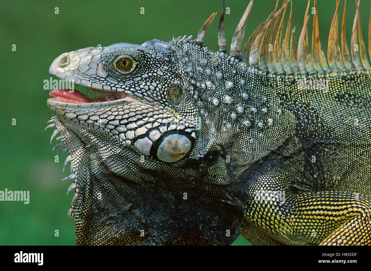Green Iguana (Iguana iguana) male displaying by extending dewlap and ...