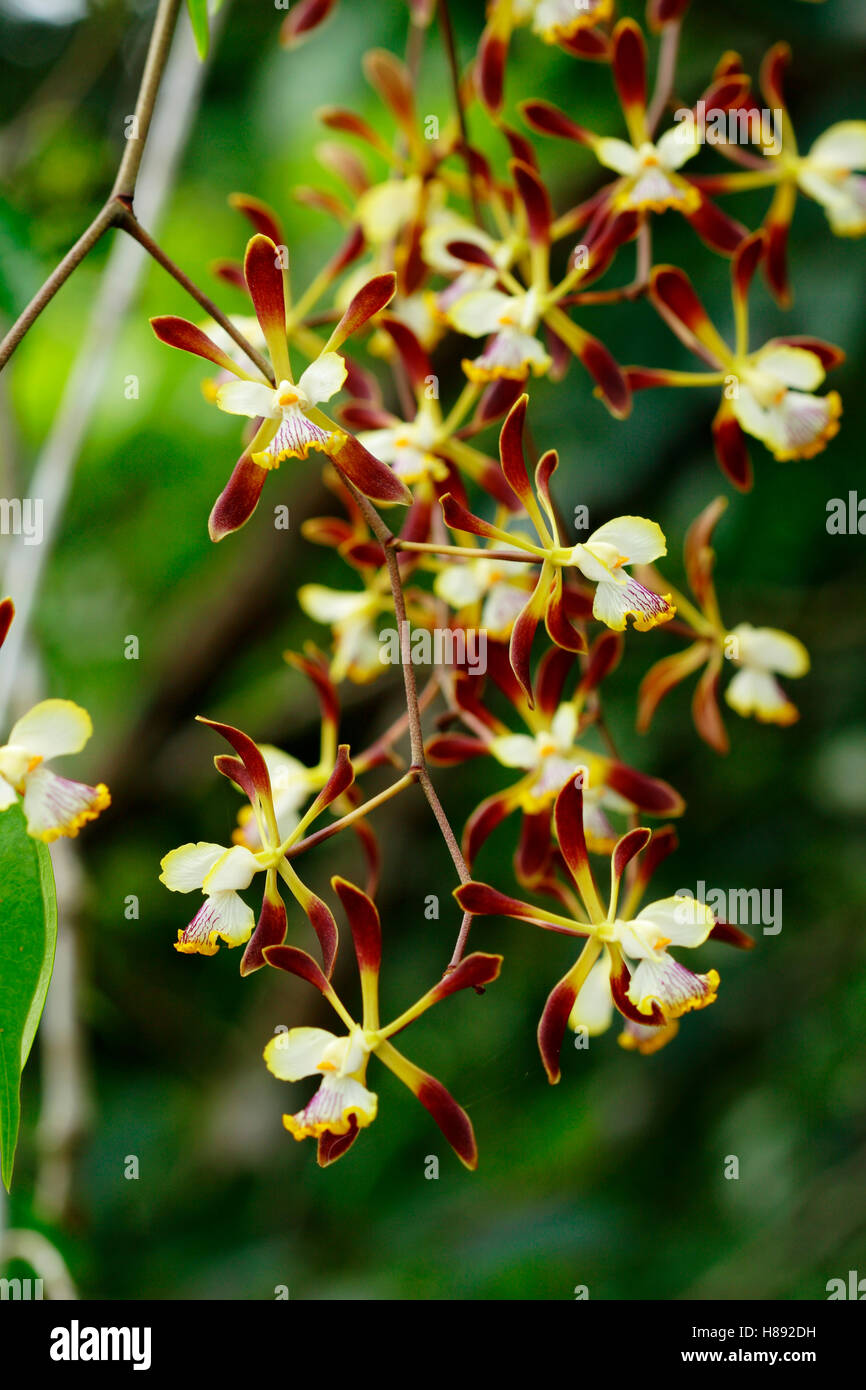 Orchid (Orchidinae) flowering in the Rio Platano Biosphere Reserve ...