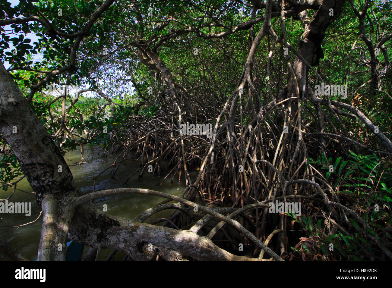 Mangrove (Rhizophora) stand in a lagoon, La Mosquitia, Honduras Stock ...