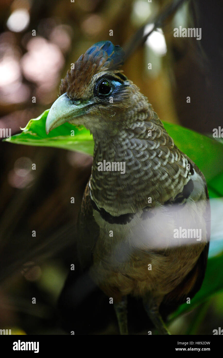 Rufous-vented Ground-Cuckoo (Neomorphus geoffroyi), Pipeline Road ...