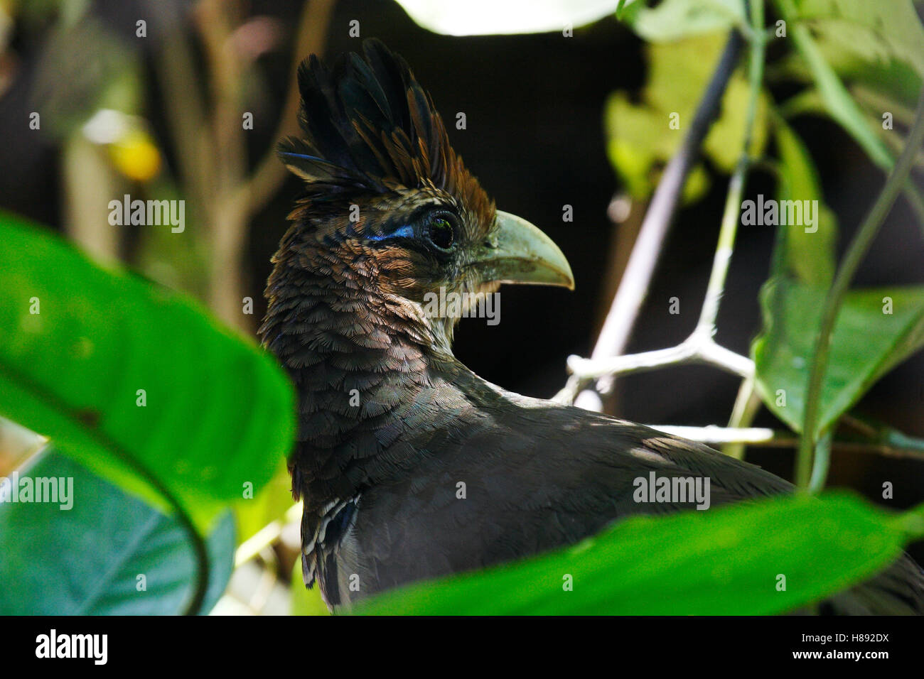 Rufous-vented Ground-Cuckoo (Neomorphus geoffroyi), Pipeline Road ...
