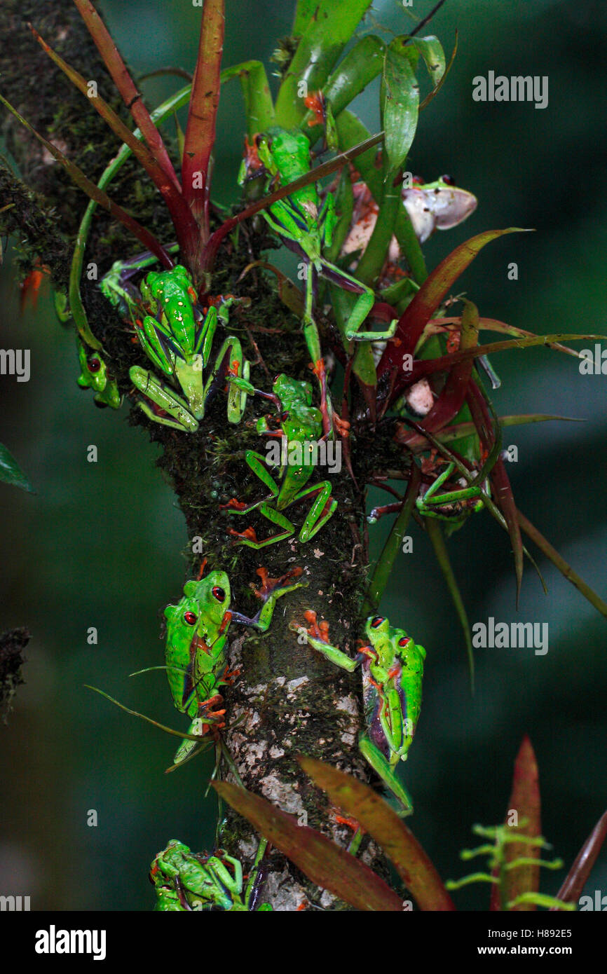 Misfit Leaf Frog (Agalychnis saltator) mass mating in La Selva, Costa ...