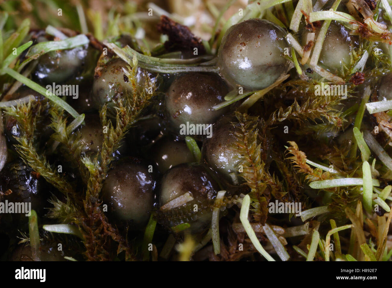 Misfit Leaf Frog (Agalychnis saltator) massive egg aggregation in La ...