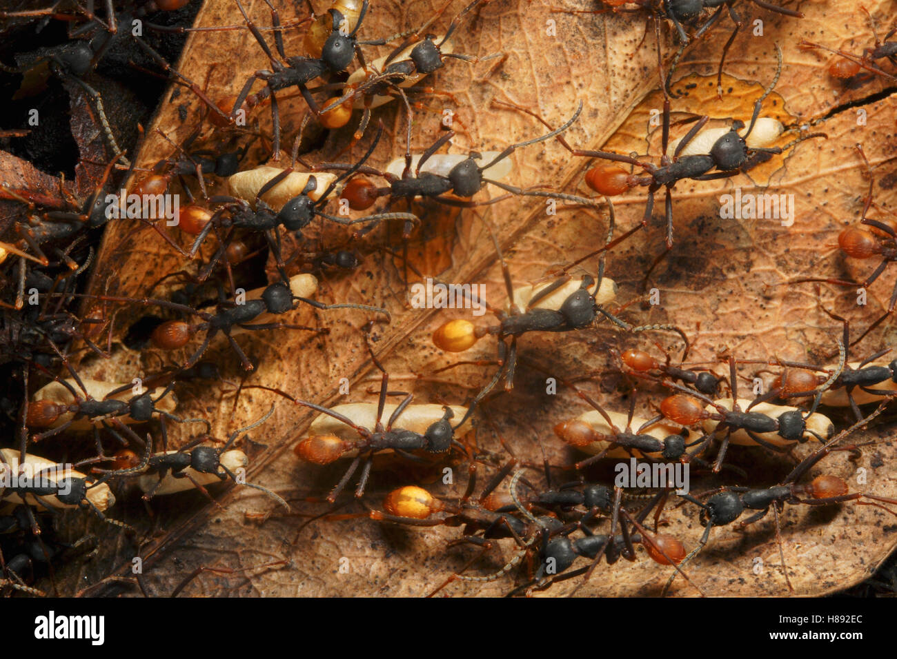 Army Ant (Eciton hamatum) migration of a colony, this species relocates ...