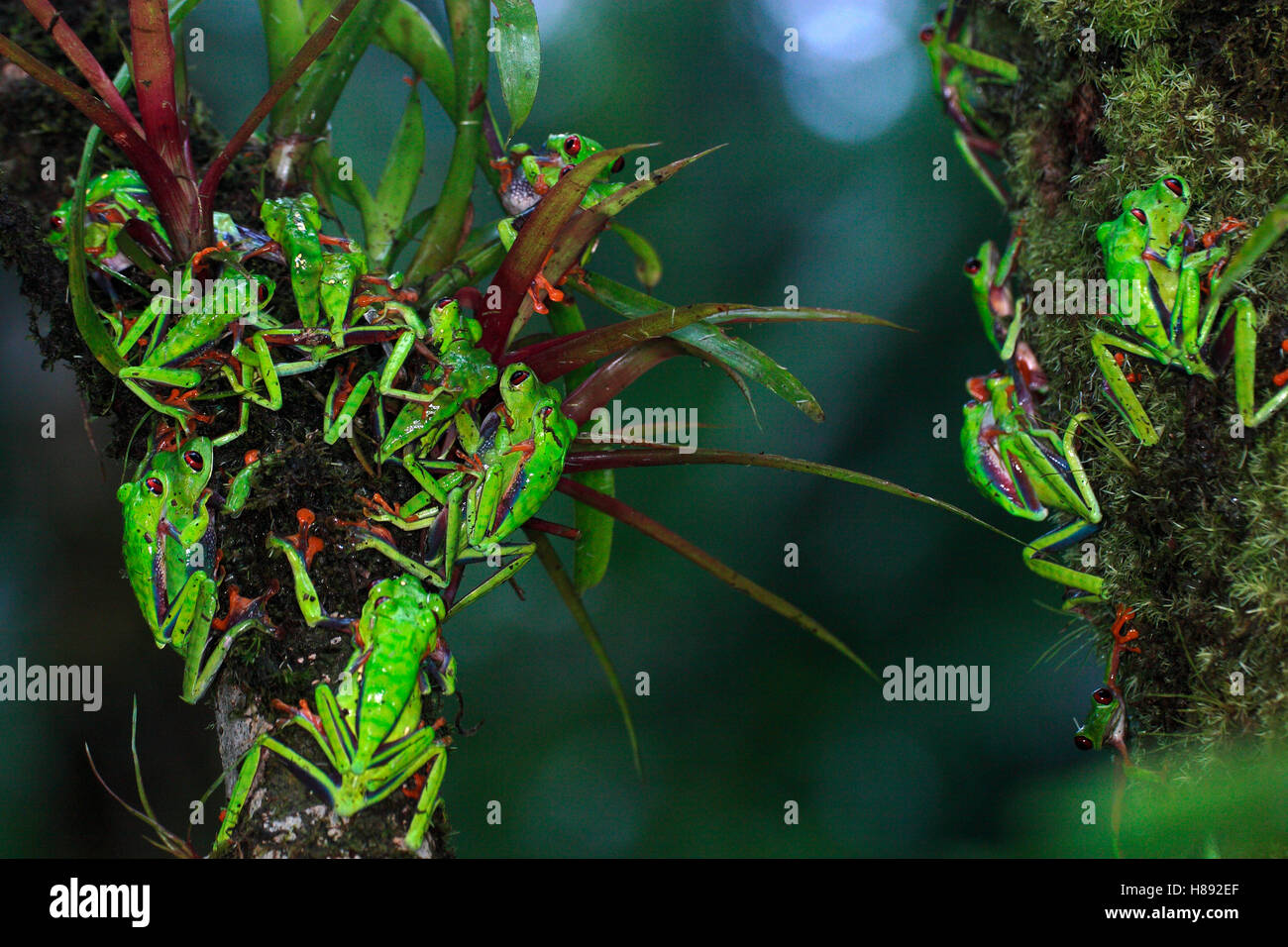 Misfit Leaf Frog (Agalychnis saltator) mass mating in La Selva, Costa ...