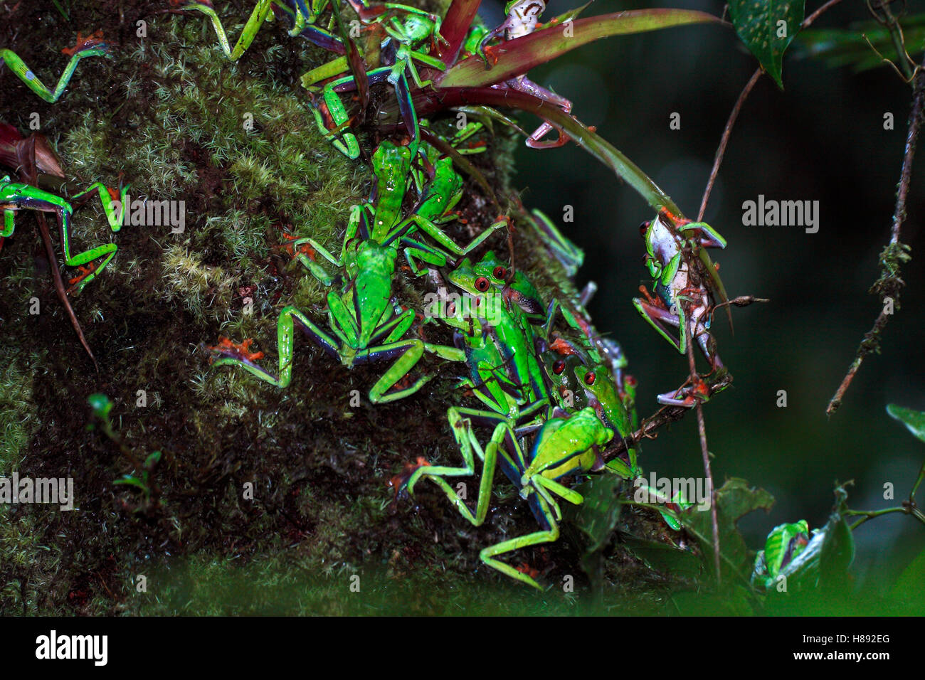 Misfit Leaf Frog (Agalychnis saltator) mass mating in La Selva, Costa ...