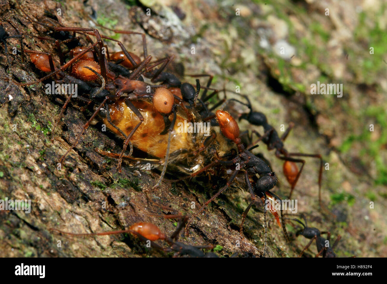 Army Ant (Eciton burchellii) raiding a nest of killer bees, Barro ...