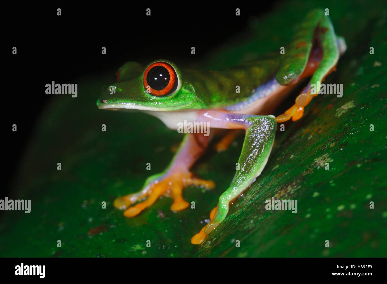 Misfit Leaf Frog (Agalychnis saltator), La Selva, Costa Rica Stock ...