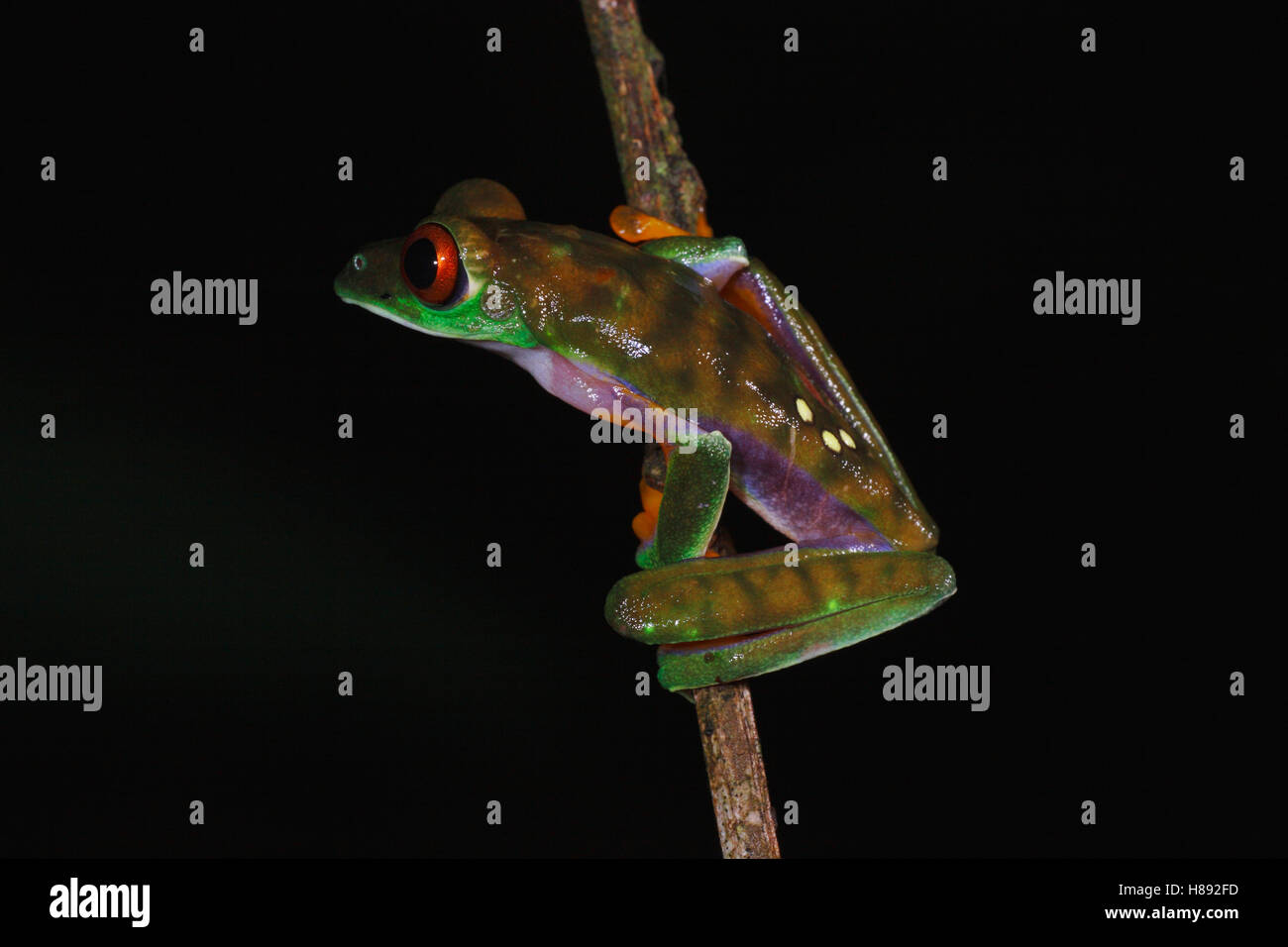 Misfit Leaf Frog (Agalychnis saltator), La Selva, Costa Rica Stock ...