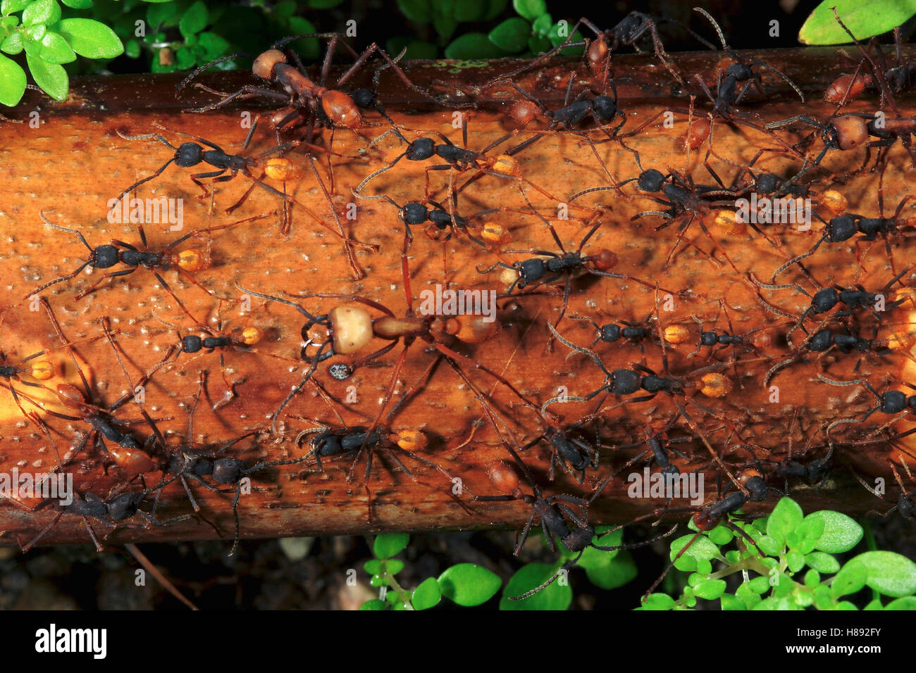 Army Ant (Eciton sp) emigration of a colony. This species relocates ...
