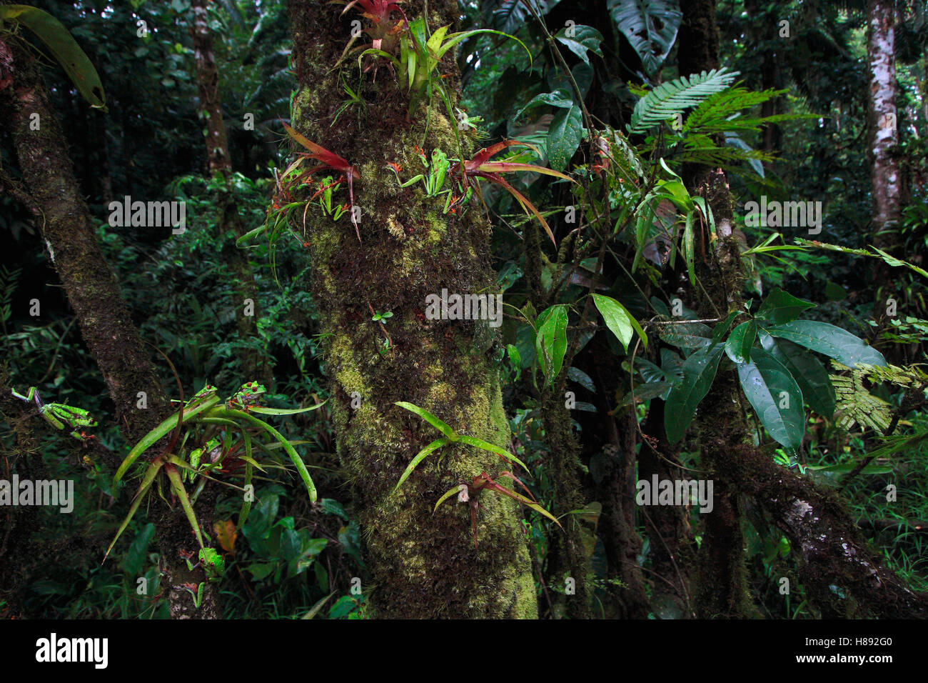 Misfit Leaf Frog (Agalychnis saltator) mass mating in La Selva, Costa ...
