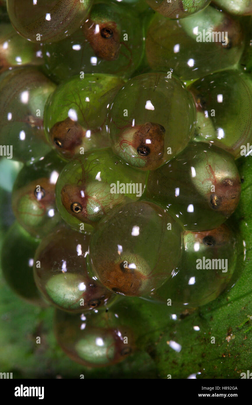 Red Eyed Tree Frog Agalychins Callydrias Eggs With Developing Embryos Inside Soberania