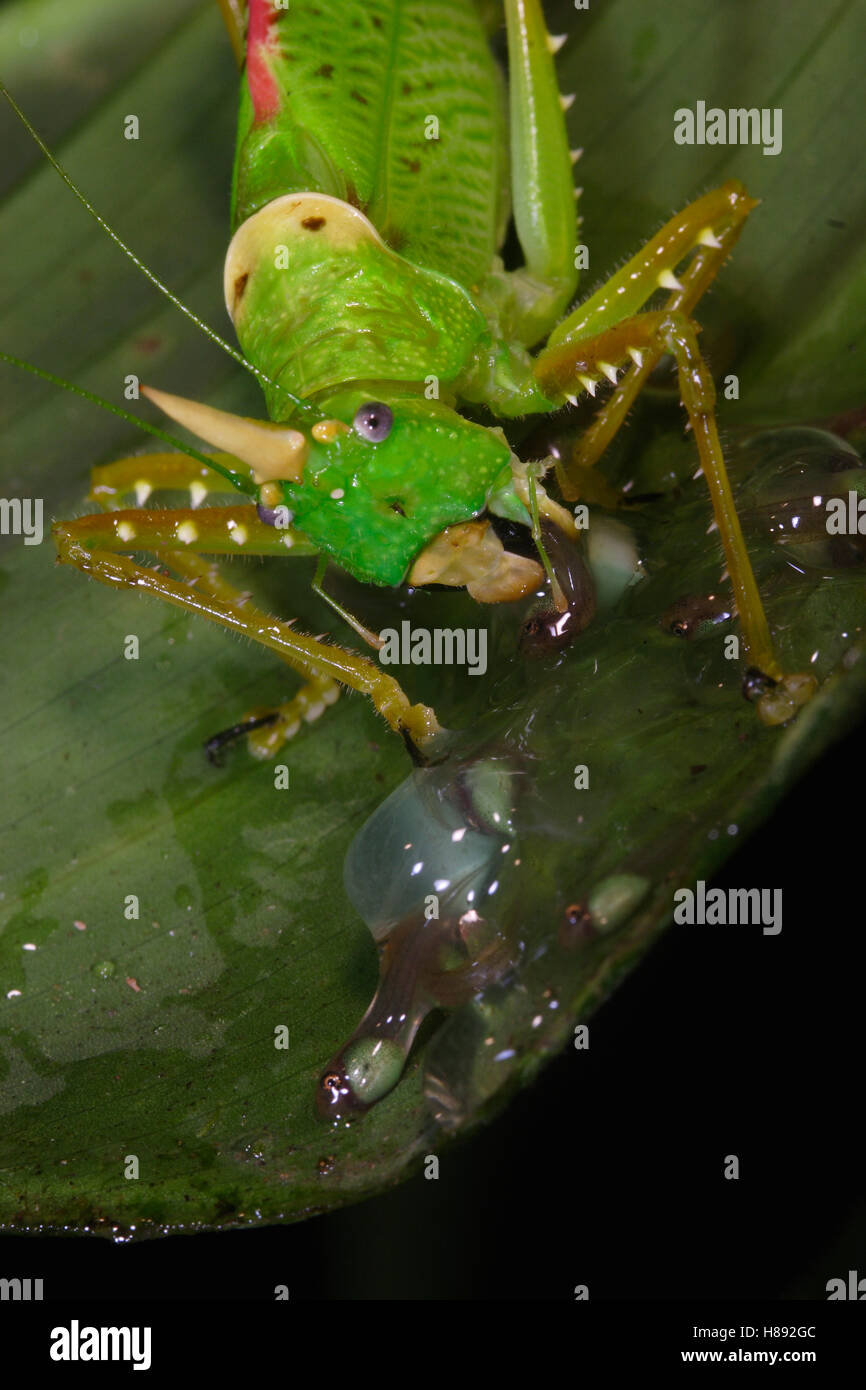 Rhinoceros Spearbearer (Copiphora rhinoceros) feeding on developping ...