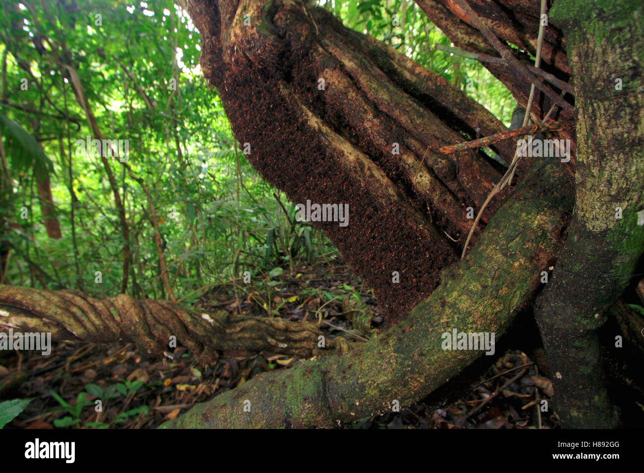 Army Ant (Eciton sp) bivouac (temporary nest) made of hundreds of ...