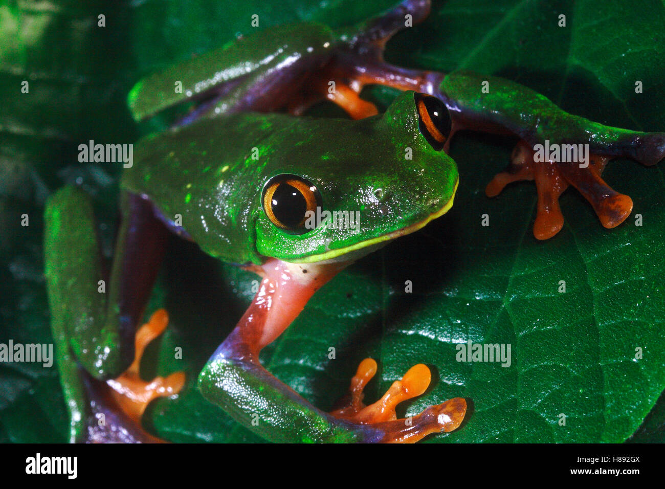 Blue-sided Leaf Frog (Agalychnis annae) portrait, San Jose, Costa Rica ...