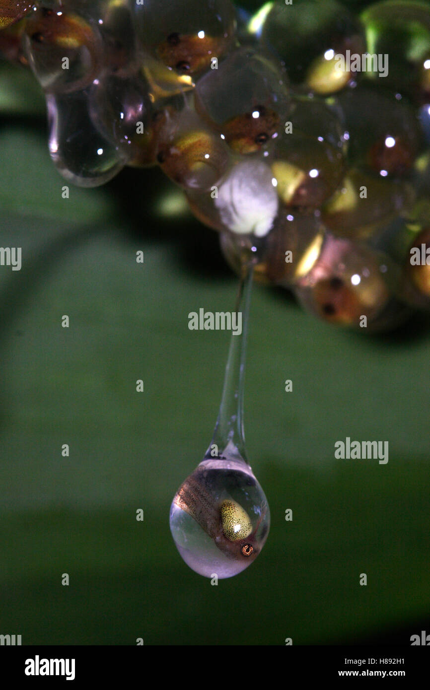 Red-eyed Tree Frog (Agalychnis callydrias) eggs with developing embryos ...