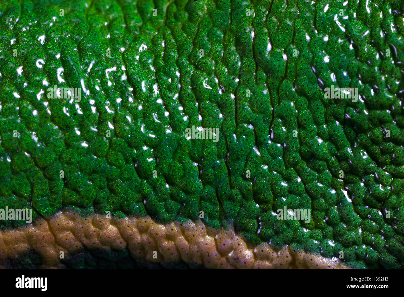 Red-eyed Tree Frog (Agalychnis callidryas) detail of skin Stock Photo ...