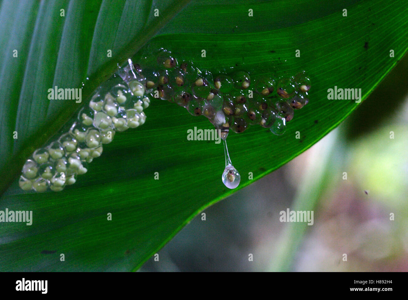 Red-eyed Tree Frog (Agalychnis callydrias) eggs with developing embryos ...