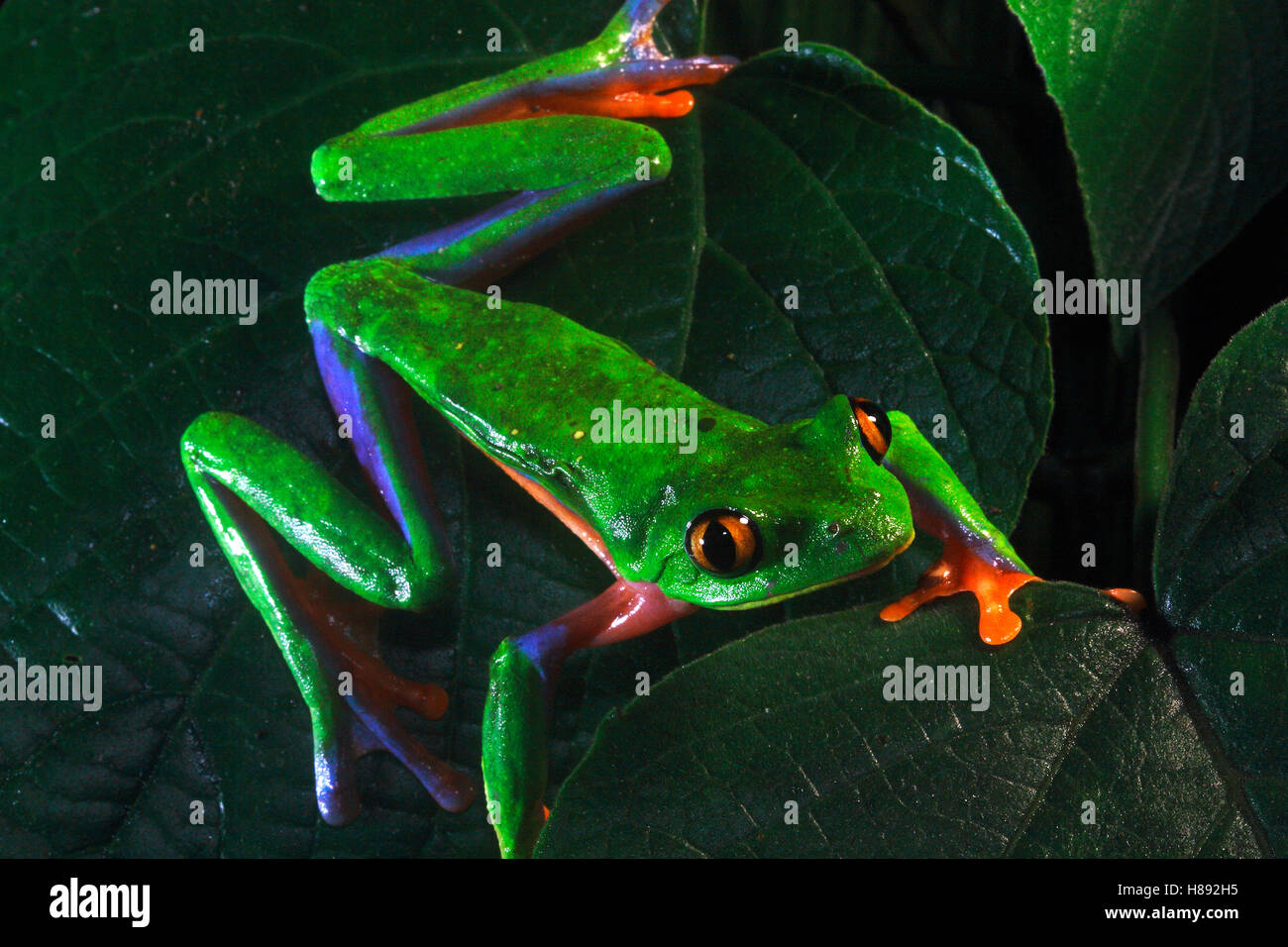 Blue-sided Leaf Frog (Agalychnis annae) portrait, San Jose, Costa Rica ...
