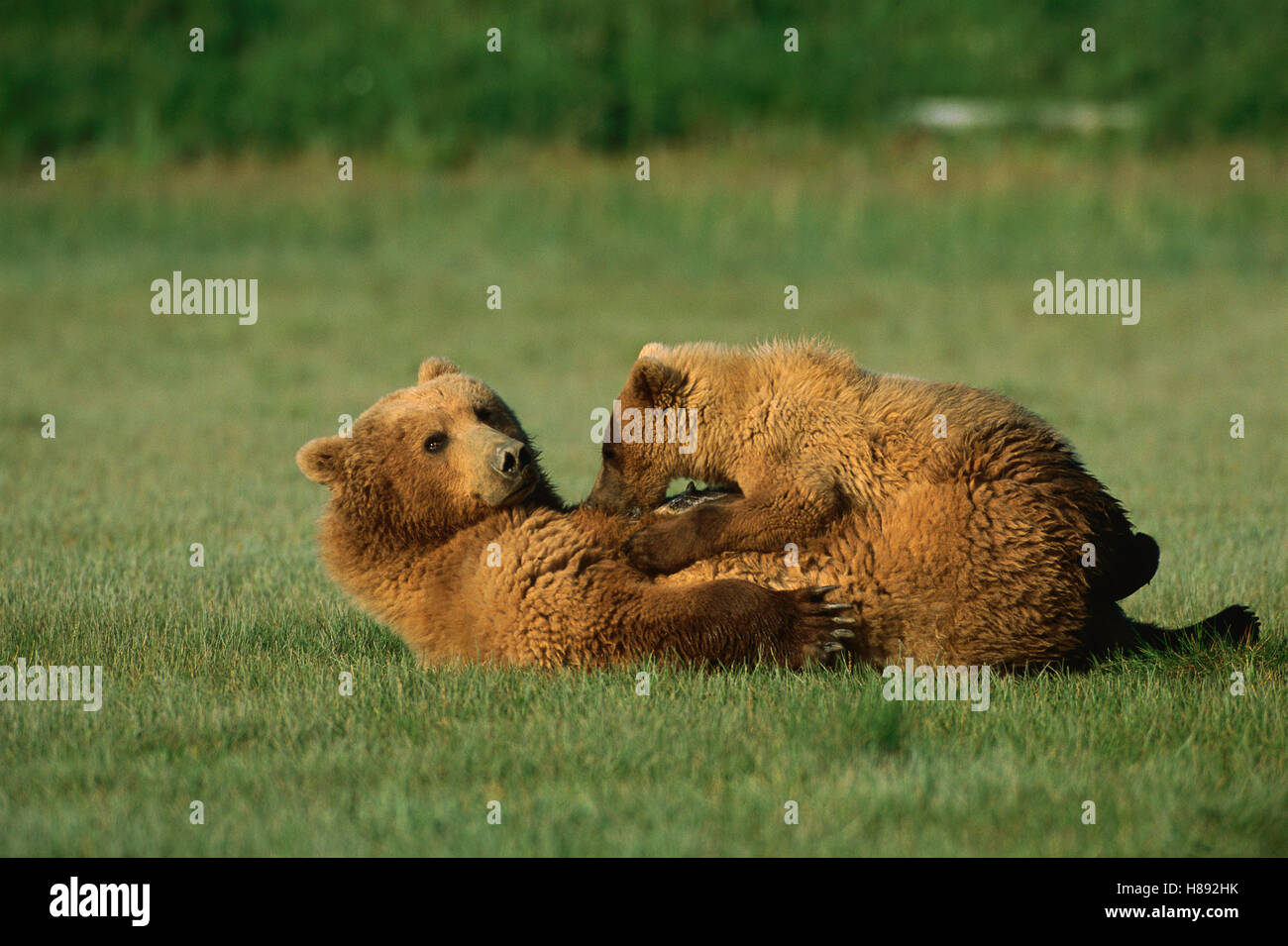 Grizzly Bear (Ursus arctos horribilis) sow nursing yearling cub, Katmai ...