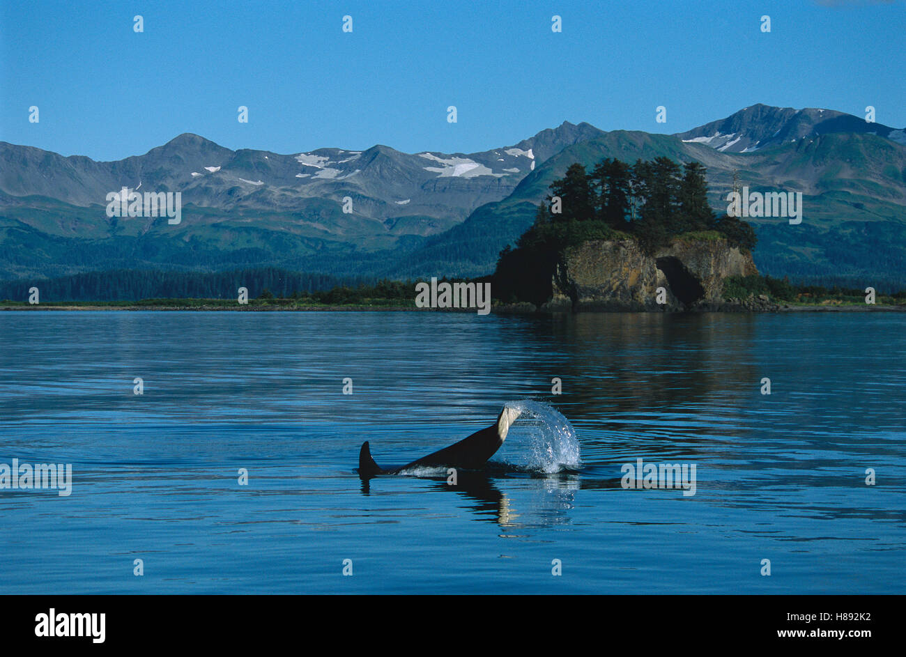 Orca (Orcinus orca) tail slapping, Prince William Sound, Alaska Stock ...