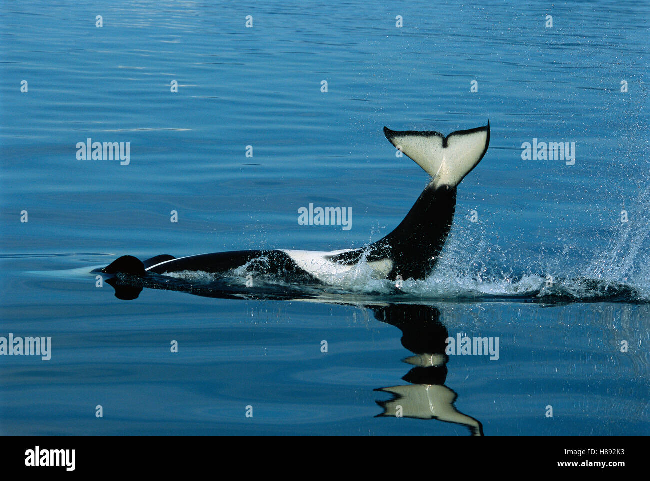 Orca orcinus orca tail slapping hi-res stock photography and images - Alamy