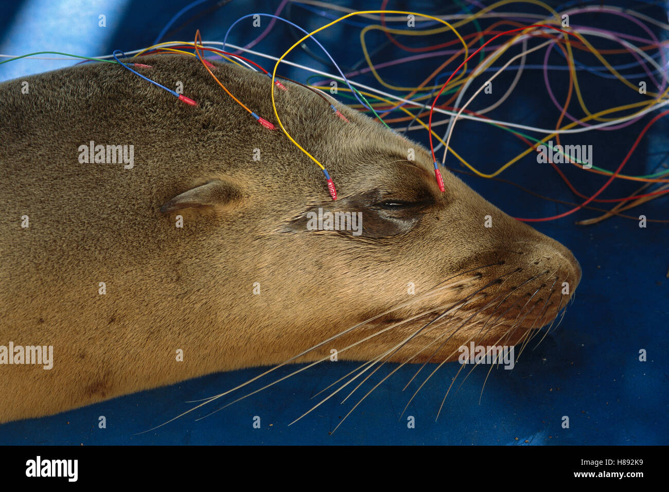 California Sea Lion (Zalophus californianus) in rehab center on EEG ...