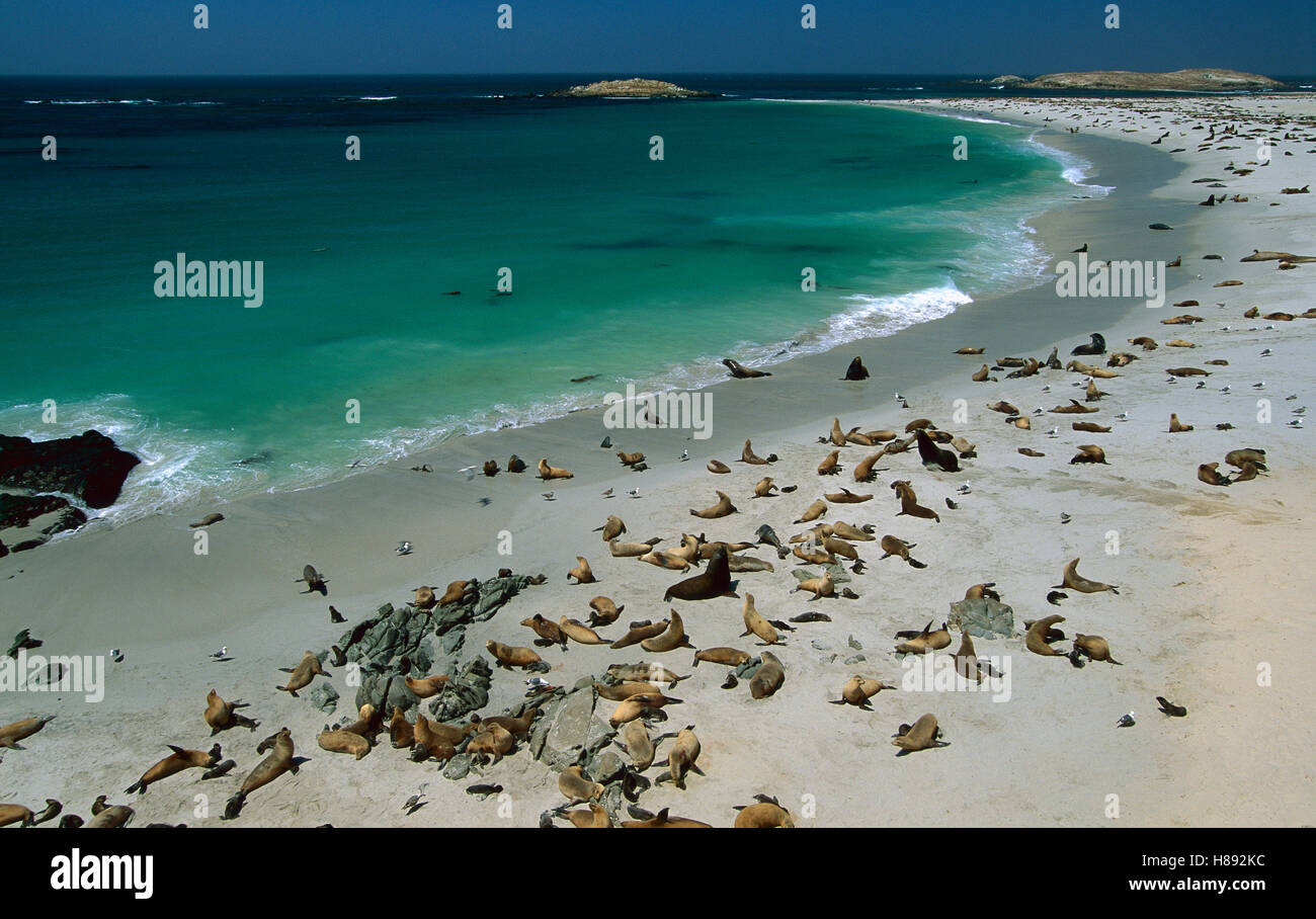 California Sea Lion (Zalophus californianus) rookery at Point Bennet on ...