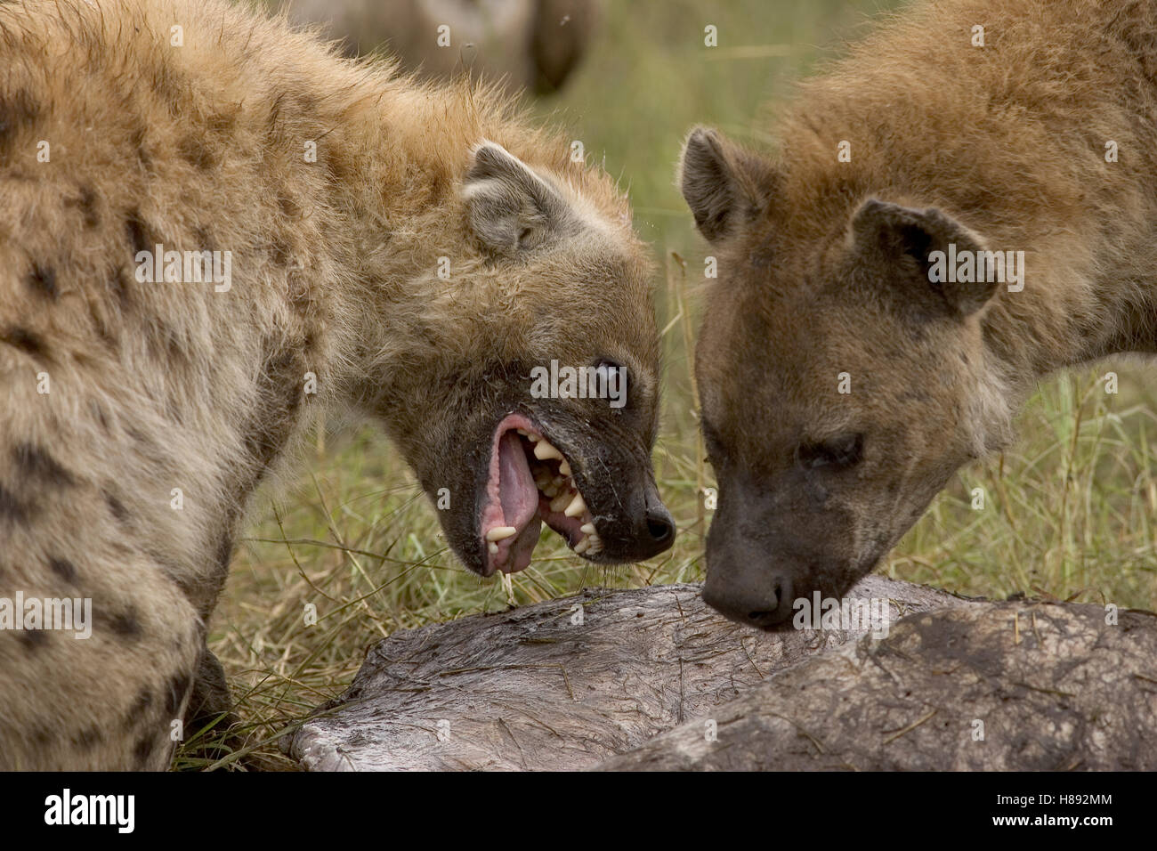 Spotted Hyena (Crocuta crocuta) group scavenging carcass, Masai Mara ...