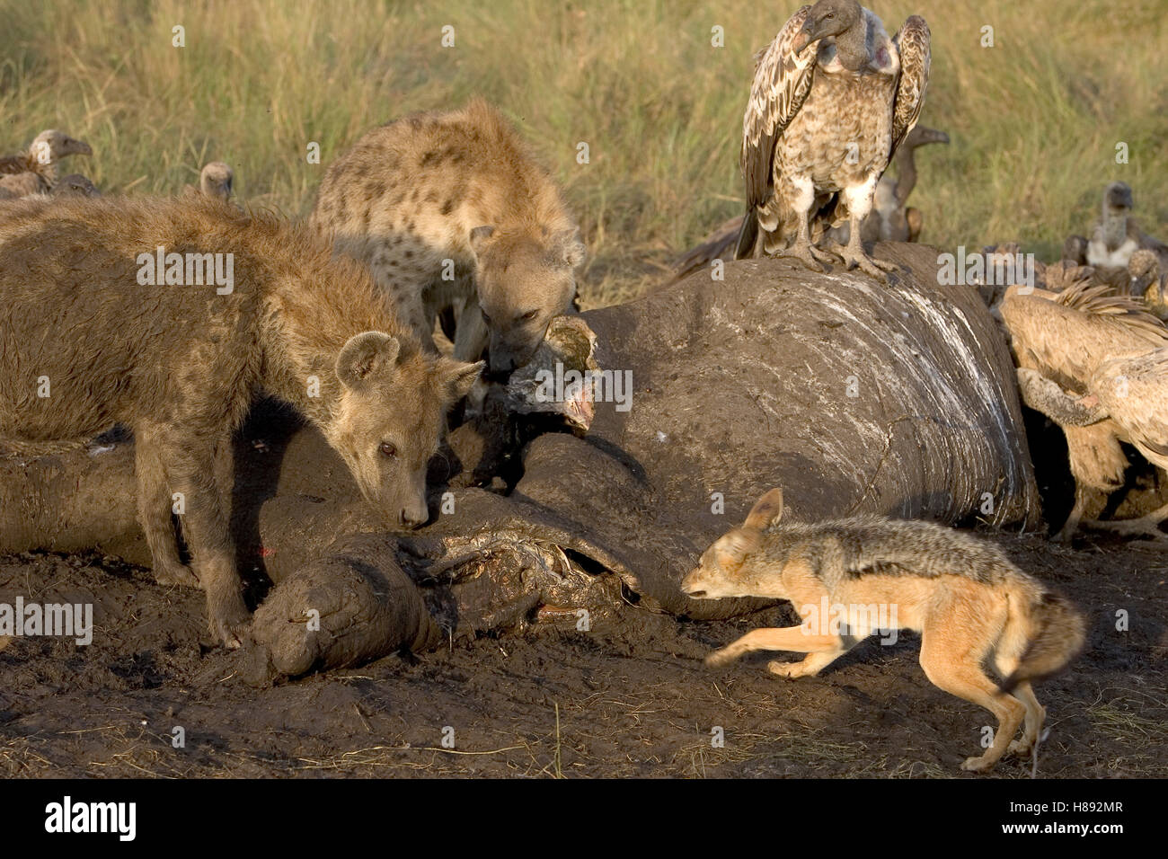 Black-backed Jackal (Canis mesomelas) scavenging at Hippo kill with ...
