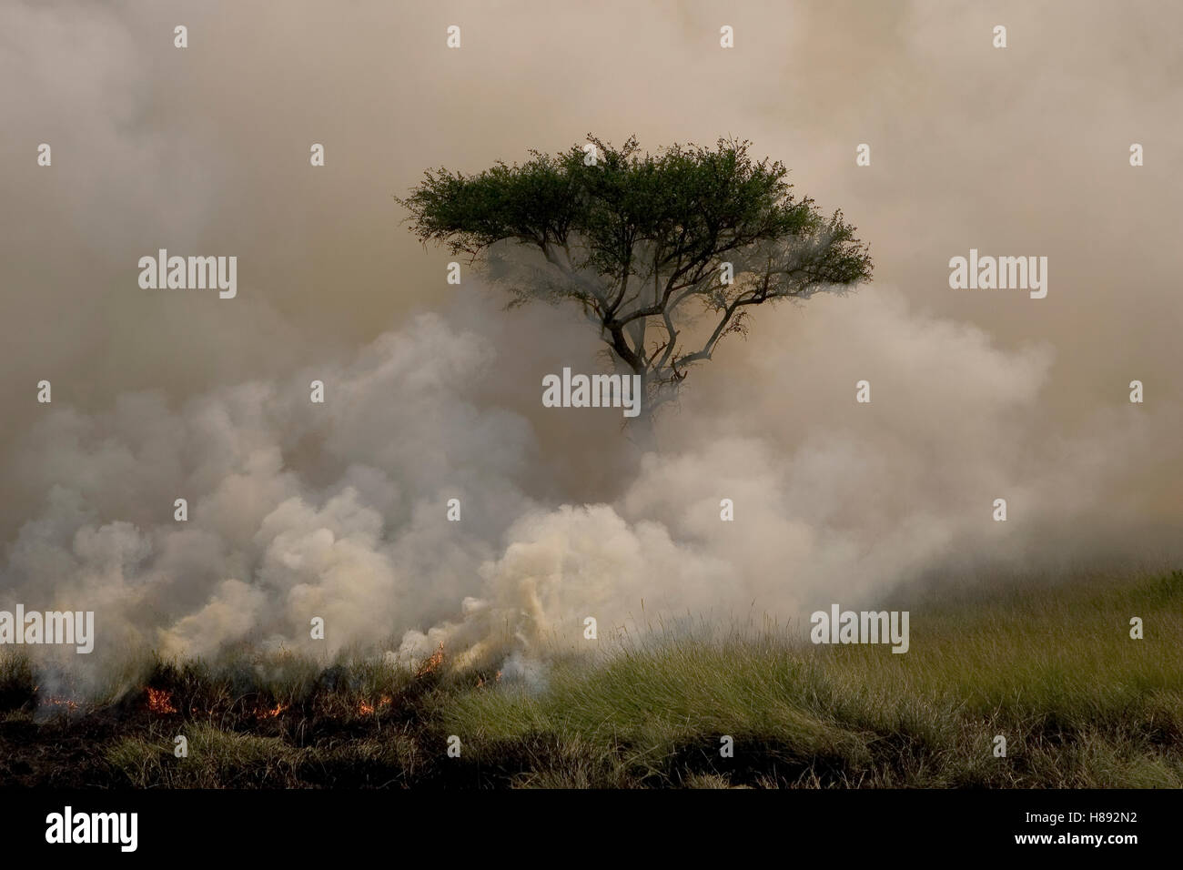 A controlled burn sweeping across the savanna engulfing an Acacia tree ...