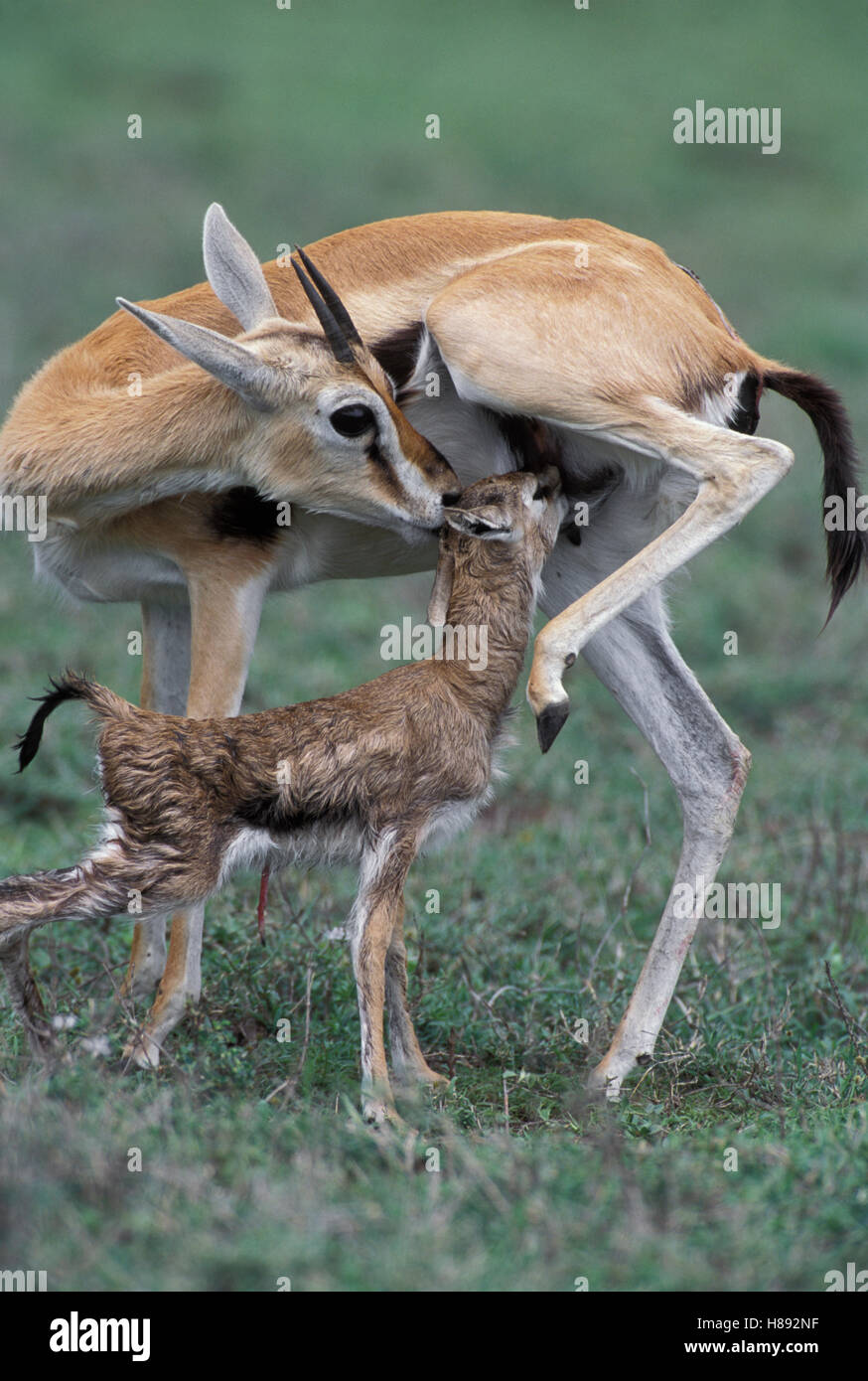 Thomson's Gazelle (Eudorcas thomsonii) newborn fawn, struggles to stand ...