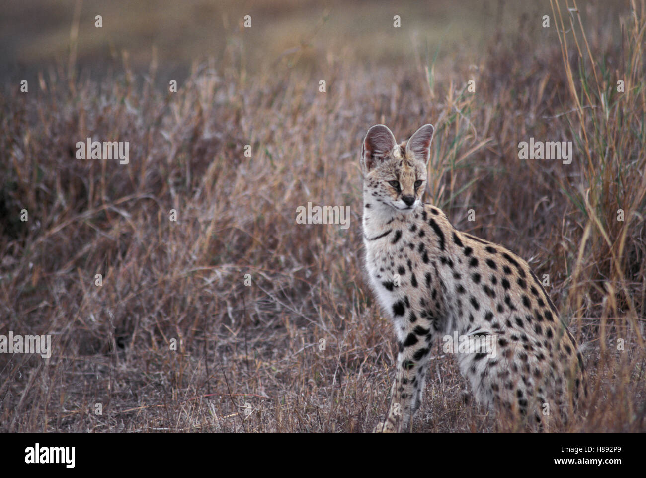 Serval (Leptailurus serval) adult female, Ngorongoro Crater, Tanzania ...
