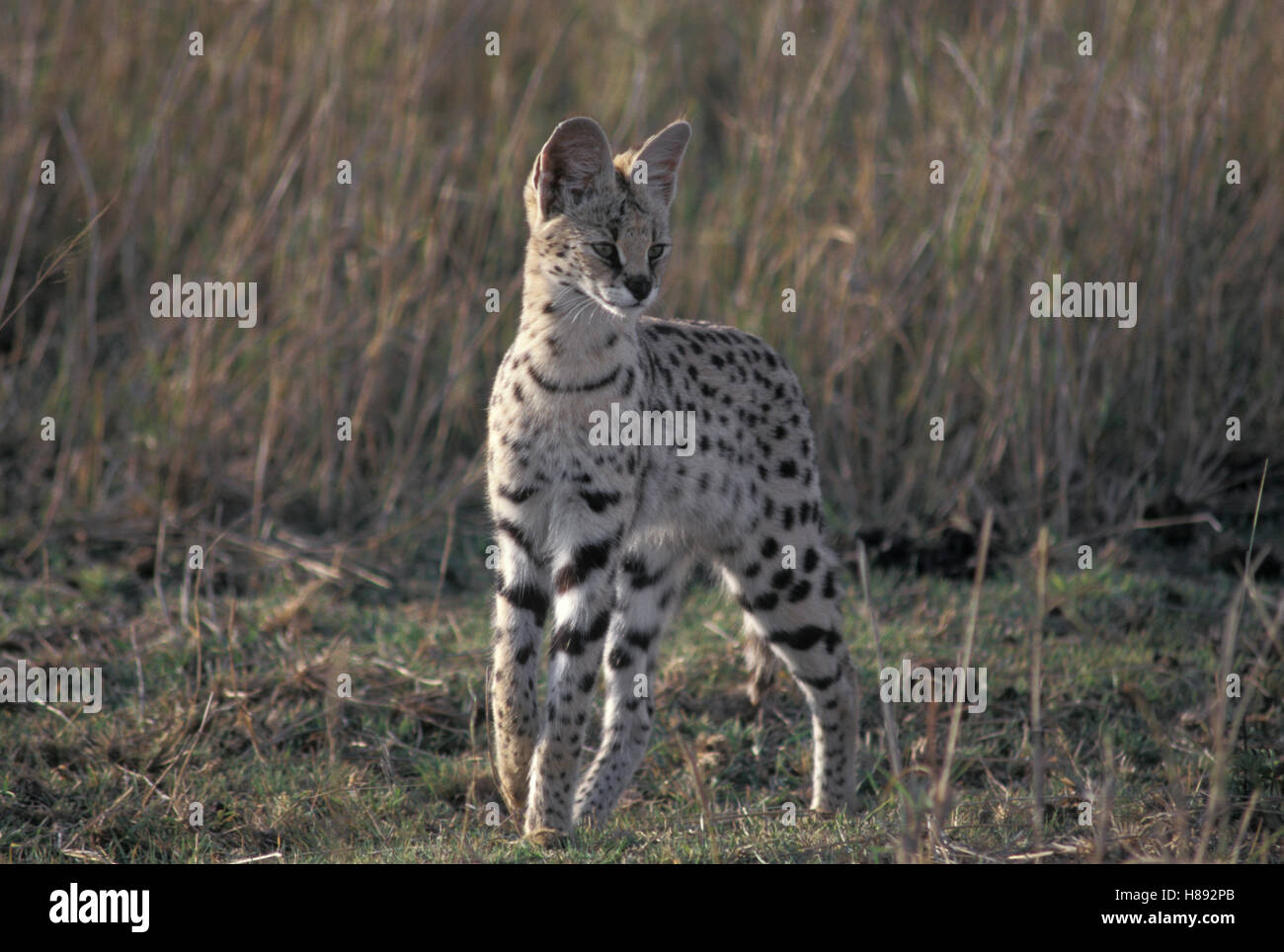 Serval (Leptailurus serval) adult female, Ngorongoro Conservation Area ...