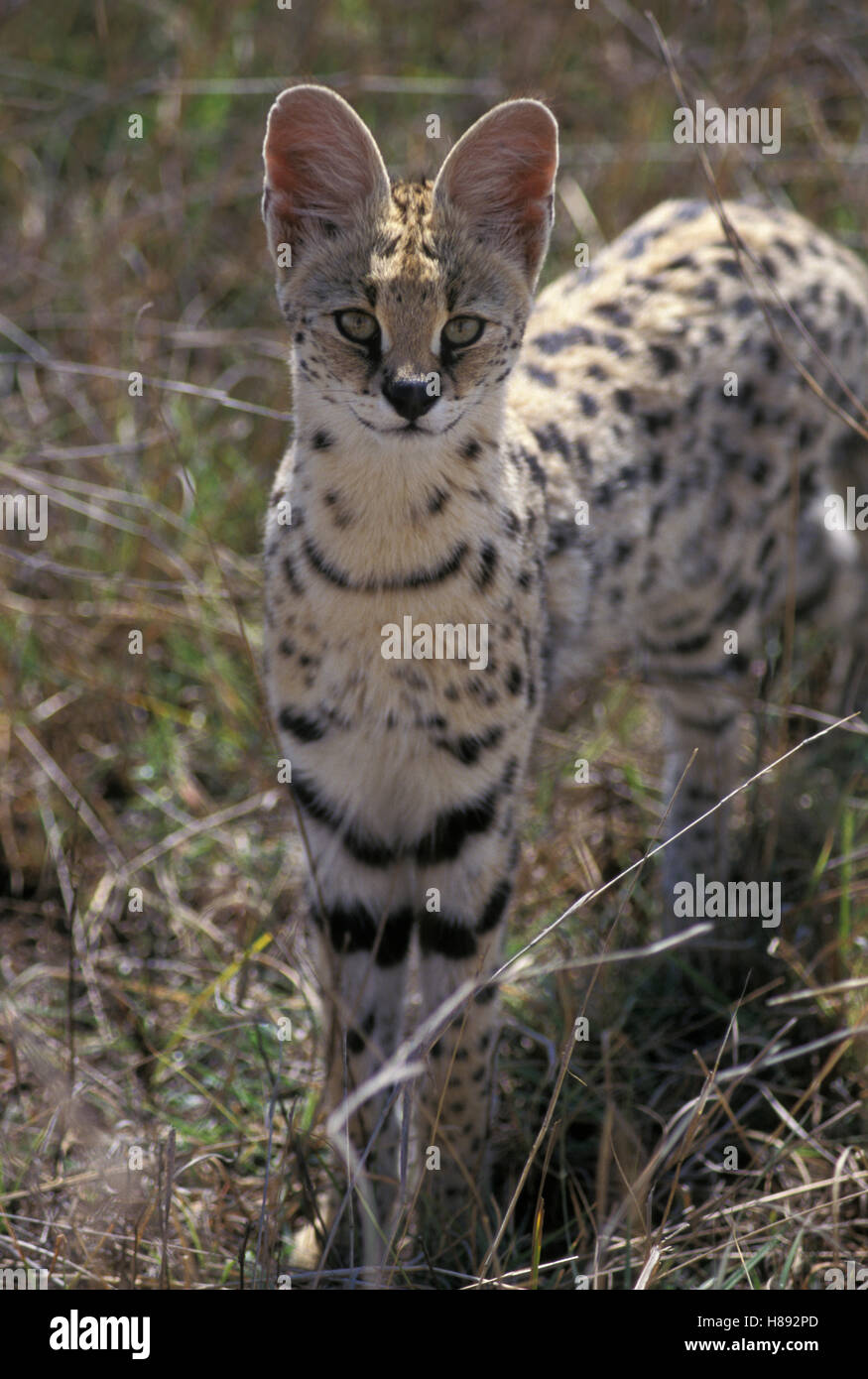 Serval (Leptailurus serval) adult female hunting, Ngorongoro ...