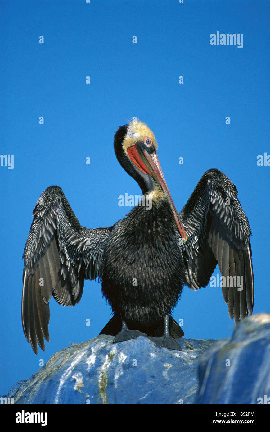 Brown Pelican (Pelecanus occidentalis) in breeding plumage, Elkhorn ...